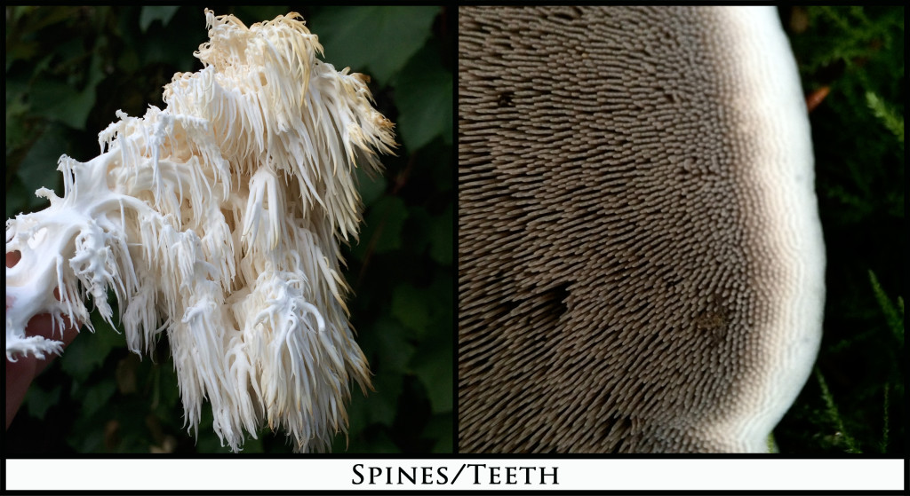 Spine_Teeth_Pics - Yellow Elanor