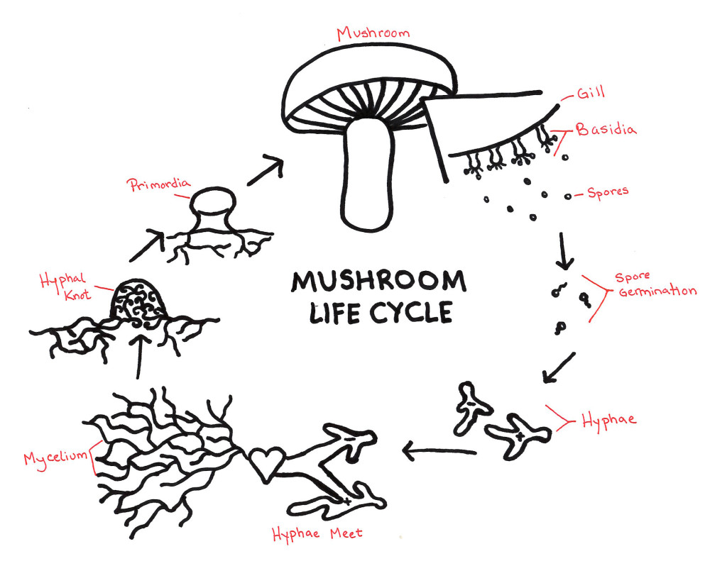 Mushroom Life Cycle - Yellow Elanor